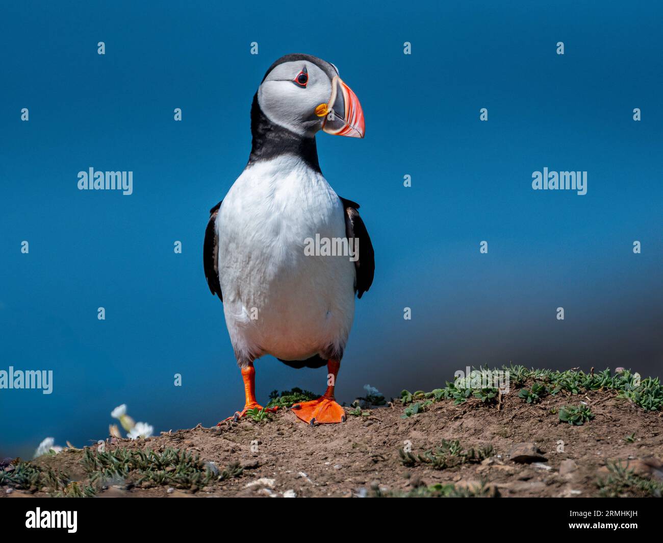 Trips to puffin island hi-res stock photography and images - Alamy