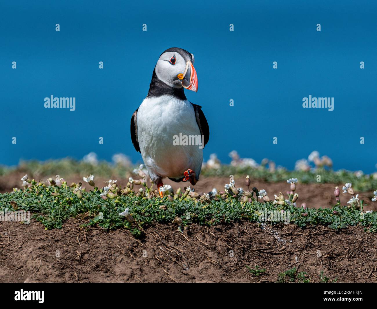 Trips to puffin island hi-res stock photography and images - Alamy