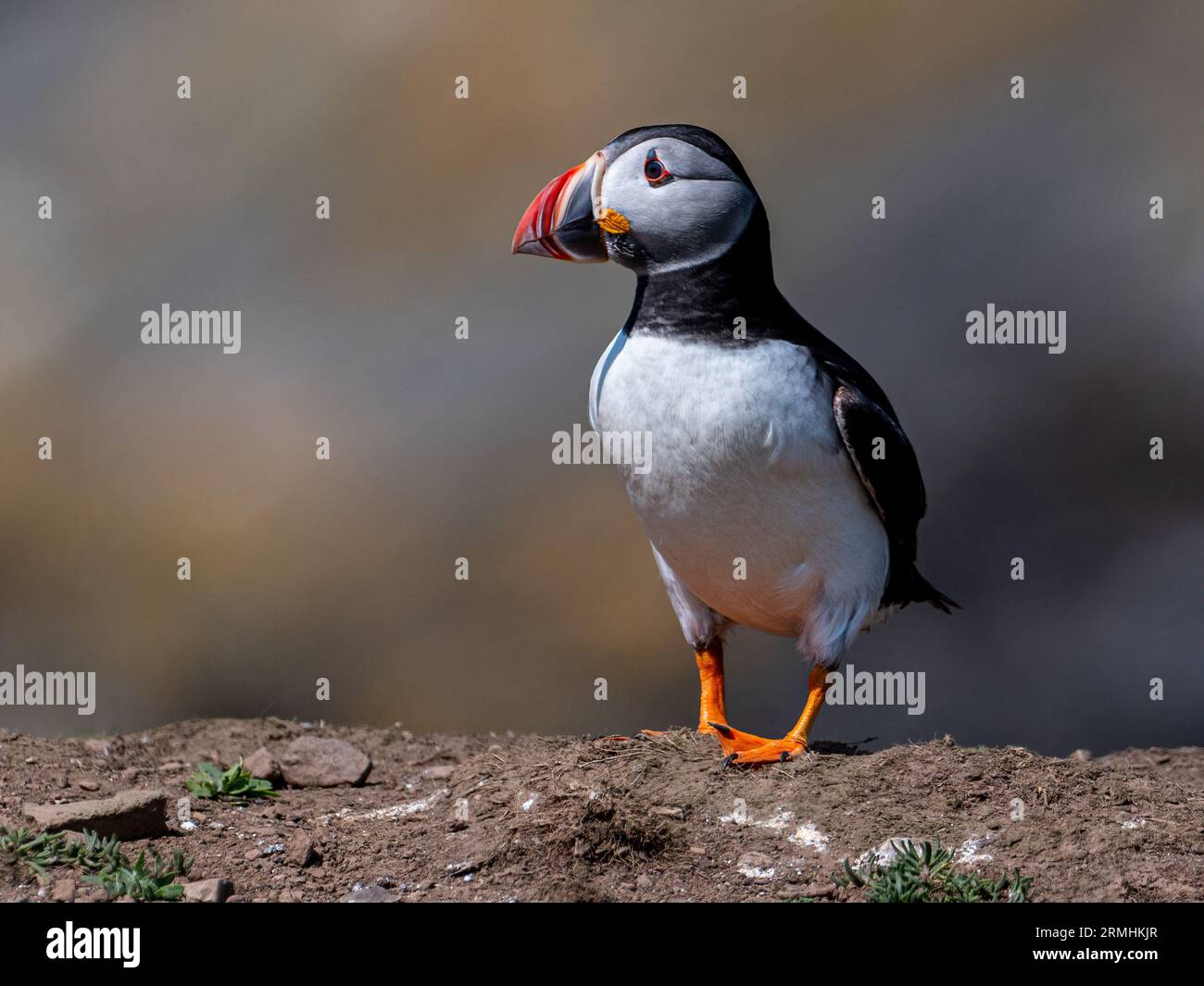 Trips to puffin island hi-res stock photography and images - Alamy