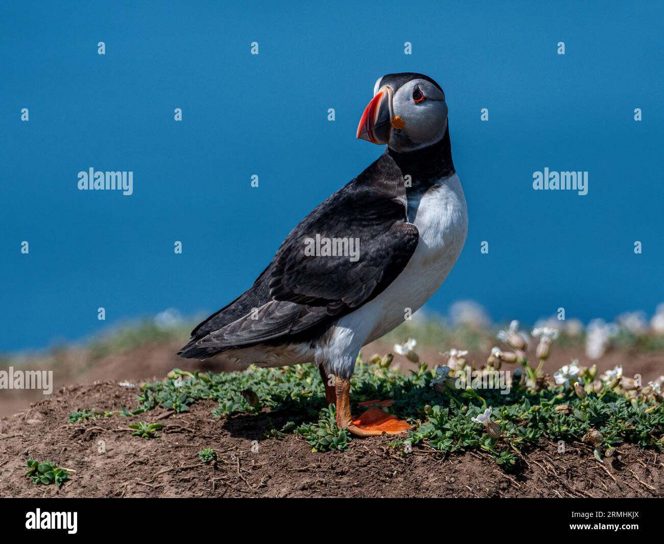 Chunky birds hi-res stock photography and images - Alamy