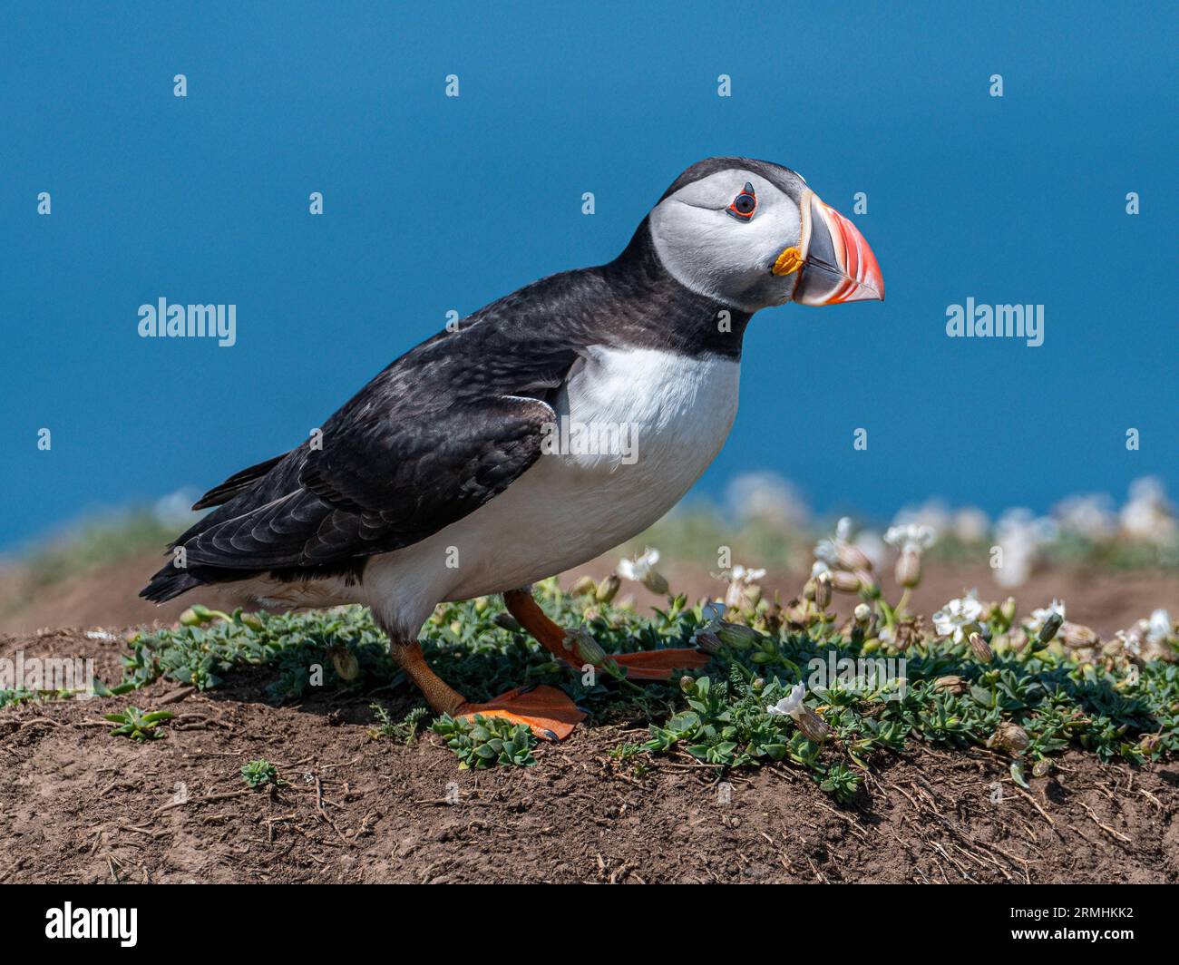 Tommy noddy hi-res stock photography and images - Alamy