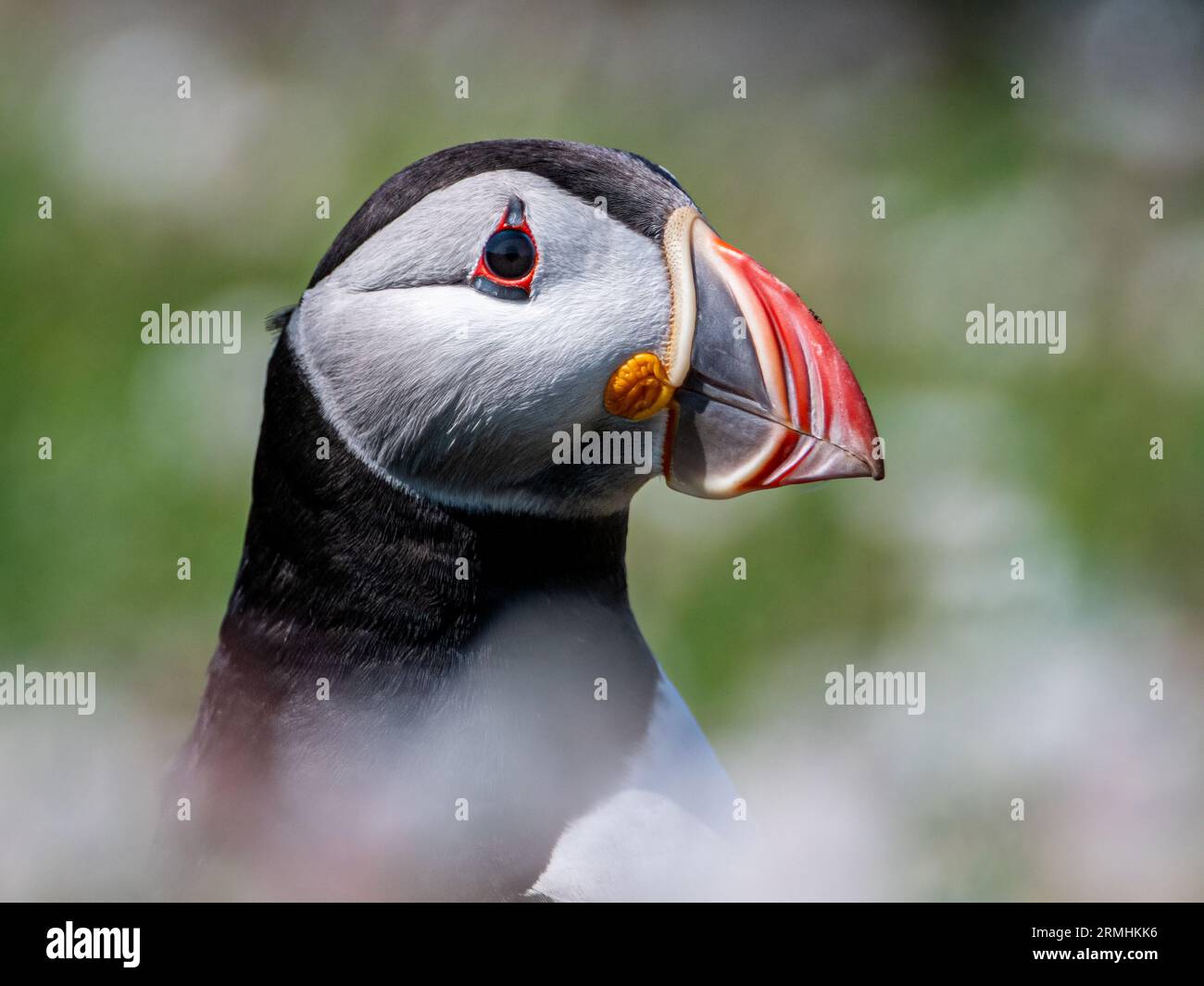 Tommy noddy hi-res stock photography and images - Alamy