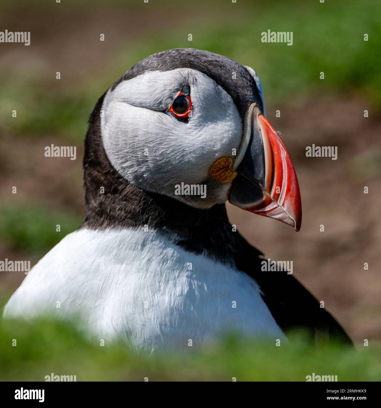 Trips to puffin island hi-res stock photography and images - Alamy