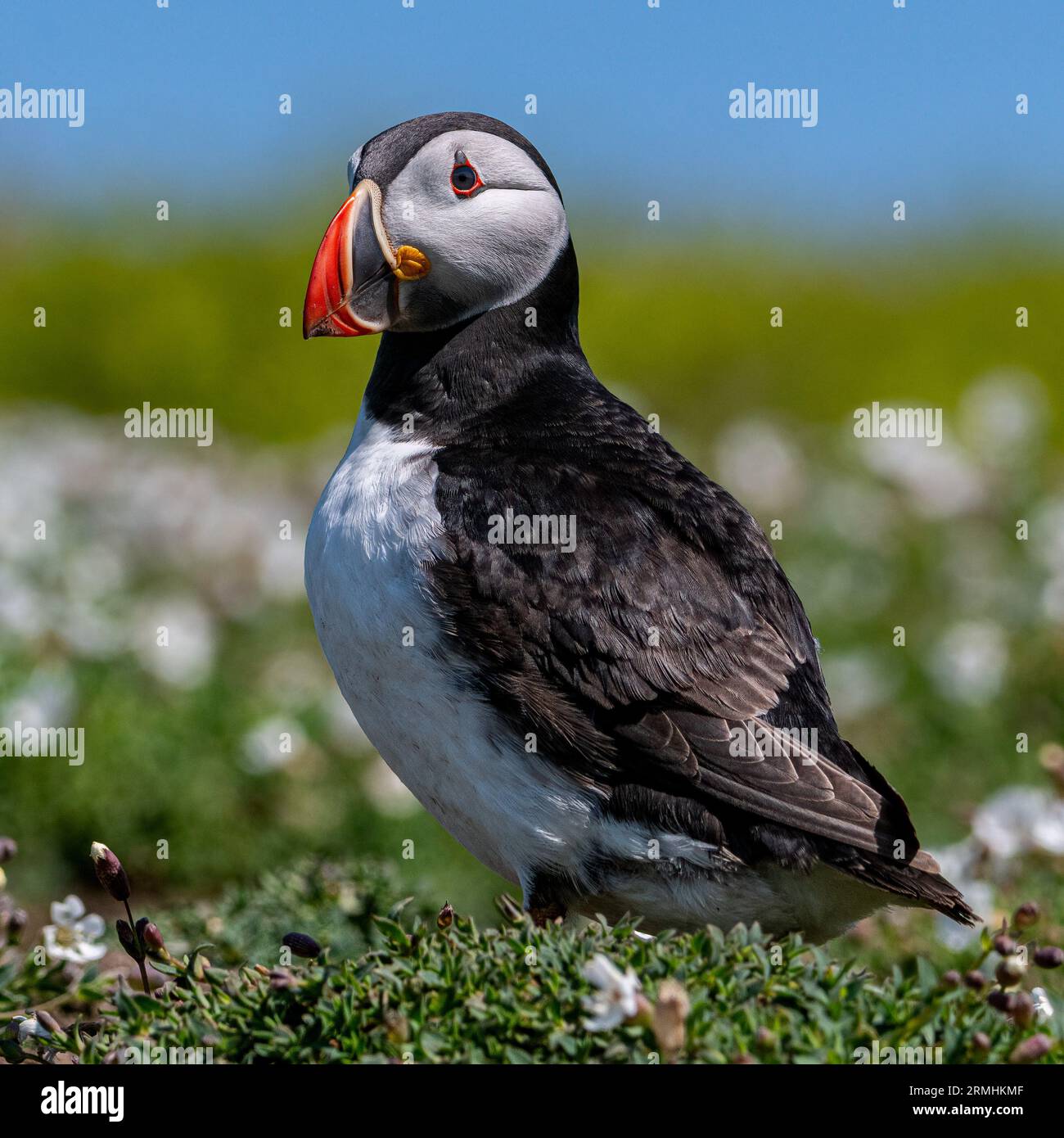 Tommy noddy hi-res stock photography and images - Alamy
