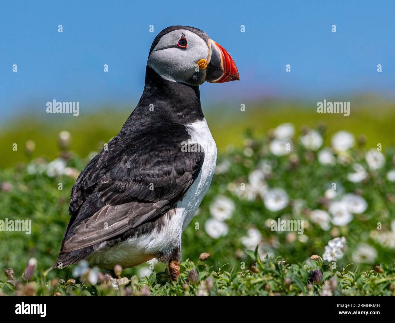 Trips to puffin island hi-res stock photography and images - Alamy