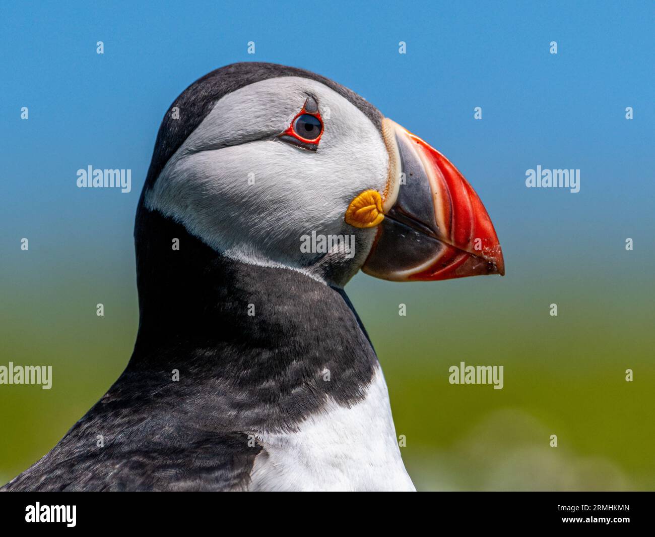 Trips to puffin island hi-res stock photography and images - Alamy