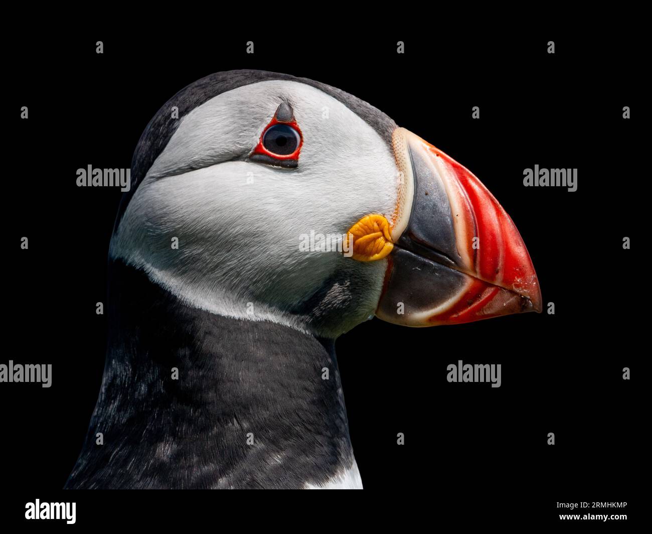 Trips to puffin island hi-res stock photography and images - Alamy