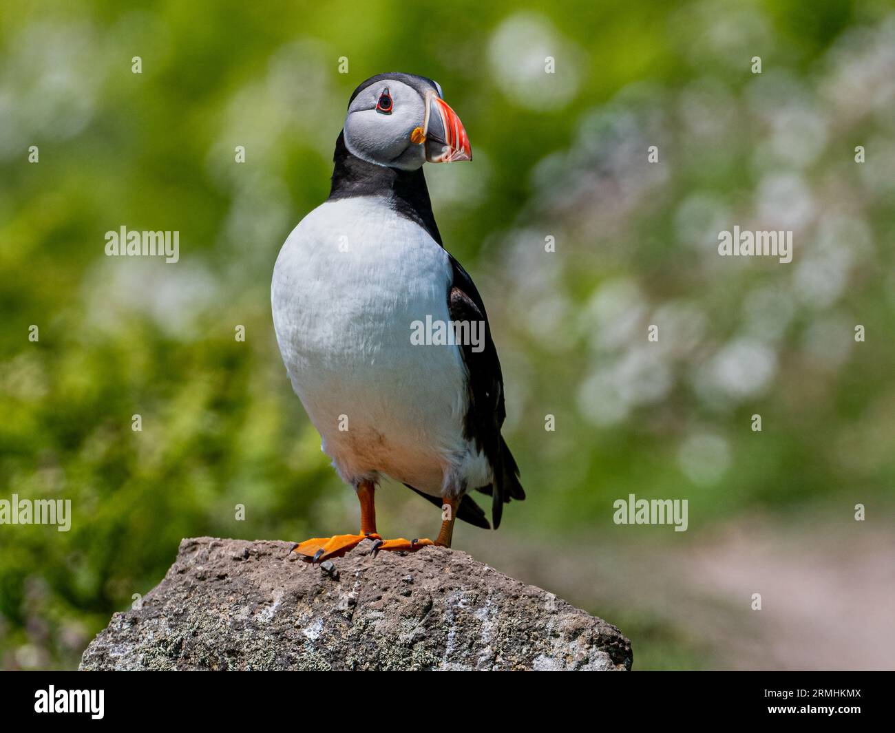 Puffin puffling hi-res stock photography and images - Alamy
