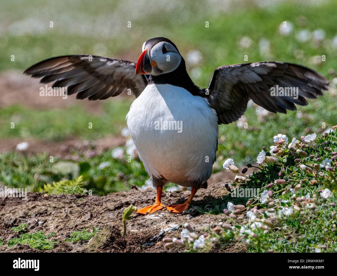 Trips to puffin island hi-res stock photography and images - Alamy
