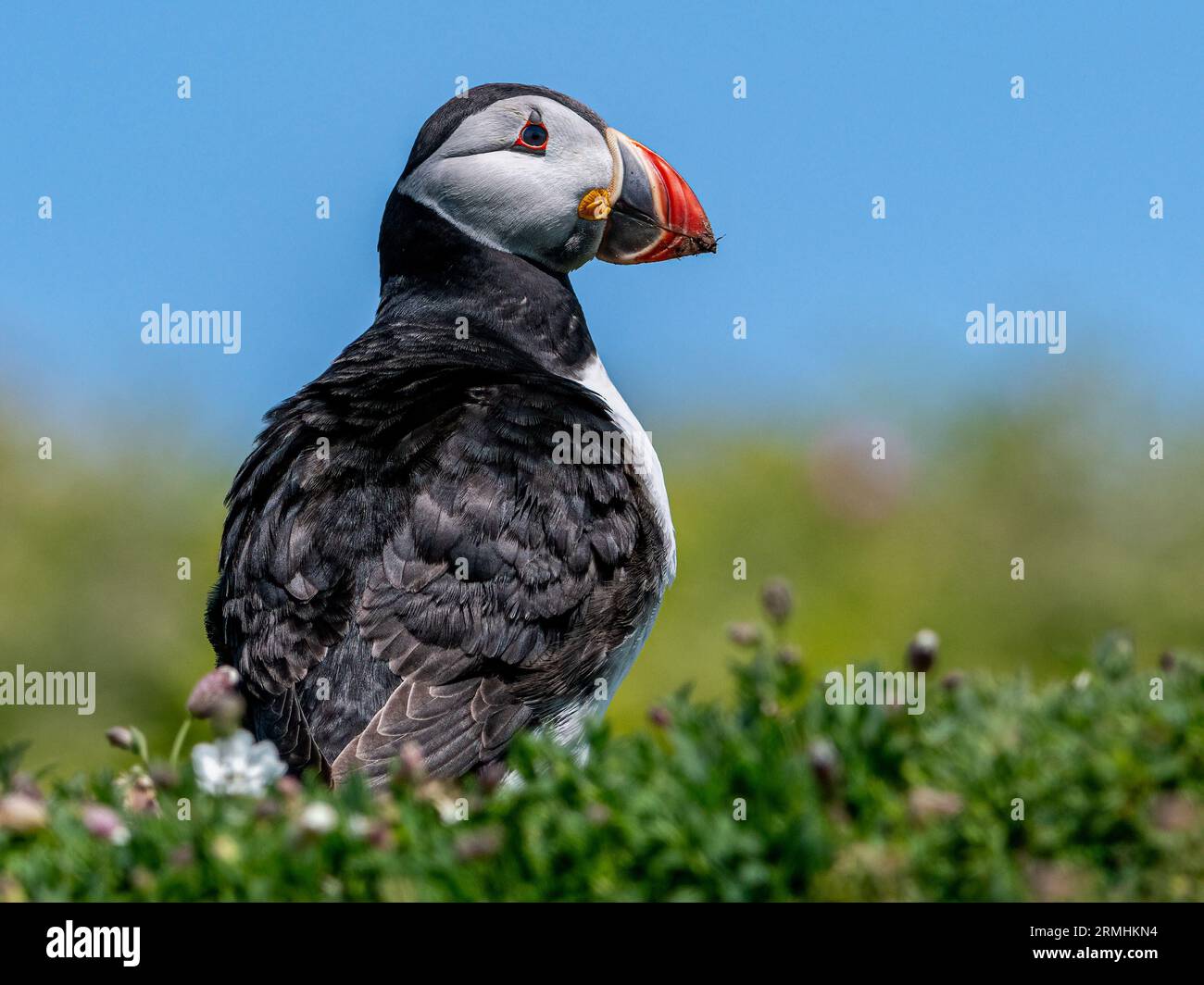 Trips to puffin island hi-res stock photography and images - Alamy