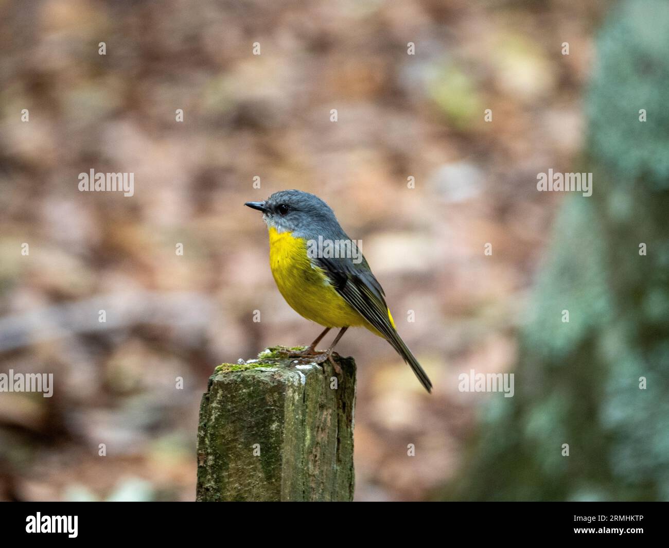 Eastern Yellow Robin, Australian Bird, standing on a wooden post ...