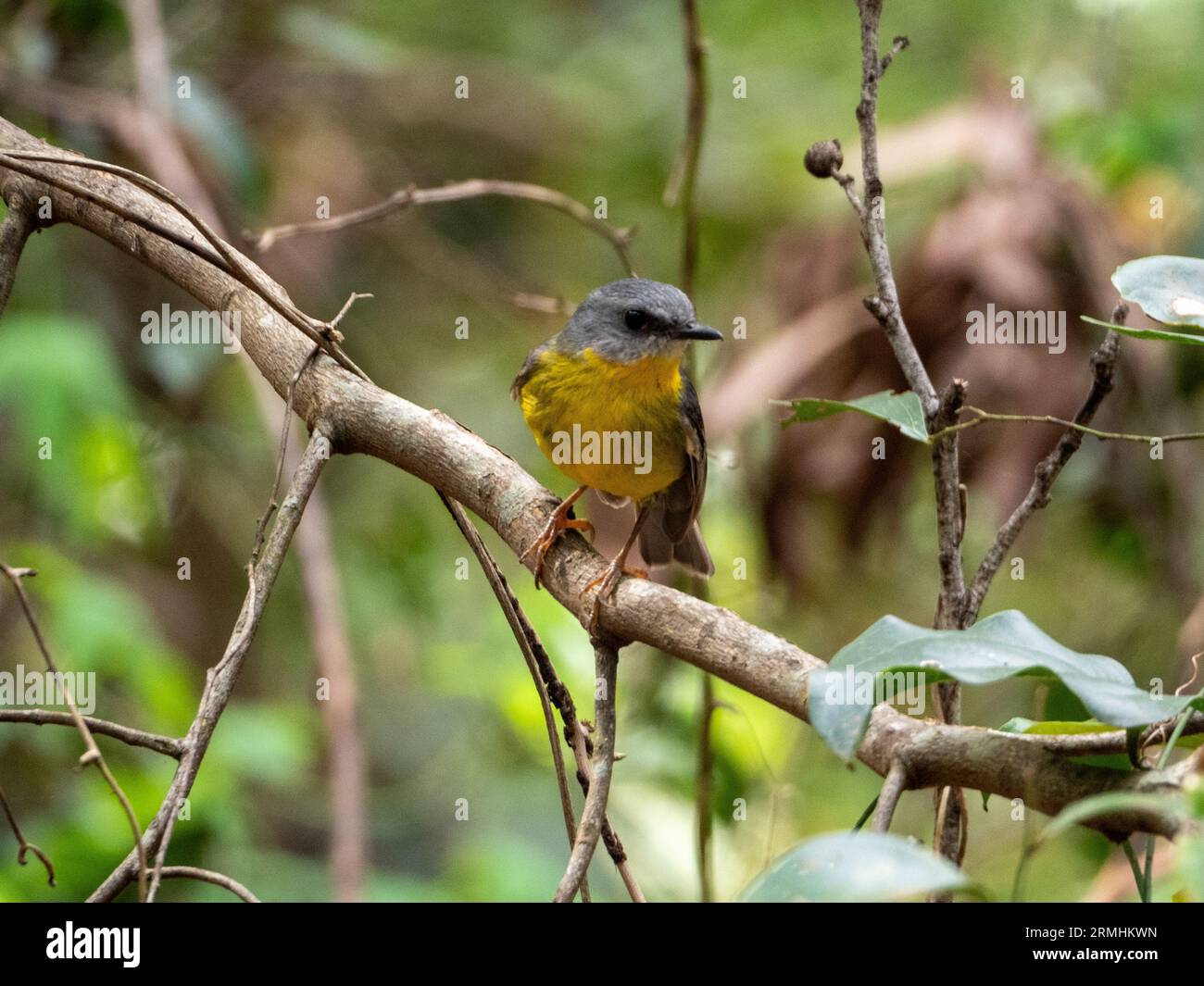 Eastern Yellow Robin, Australian Bird, perched in a tree on a branch ...