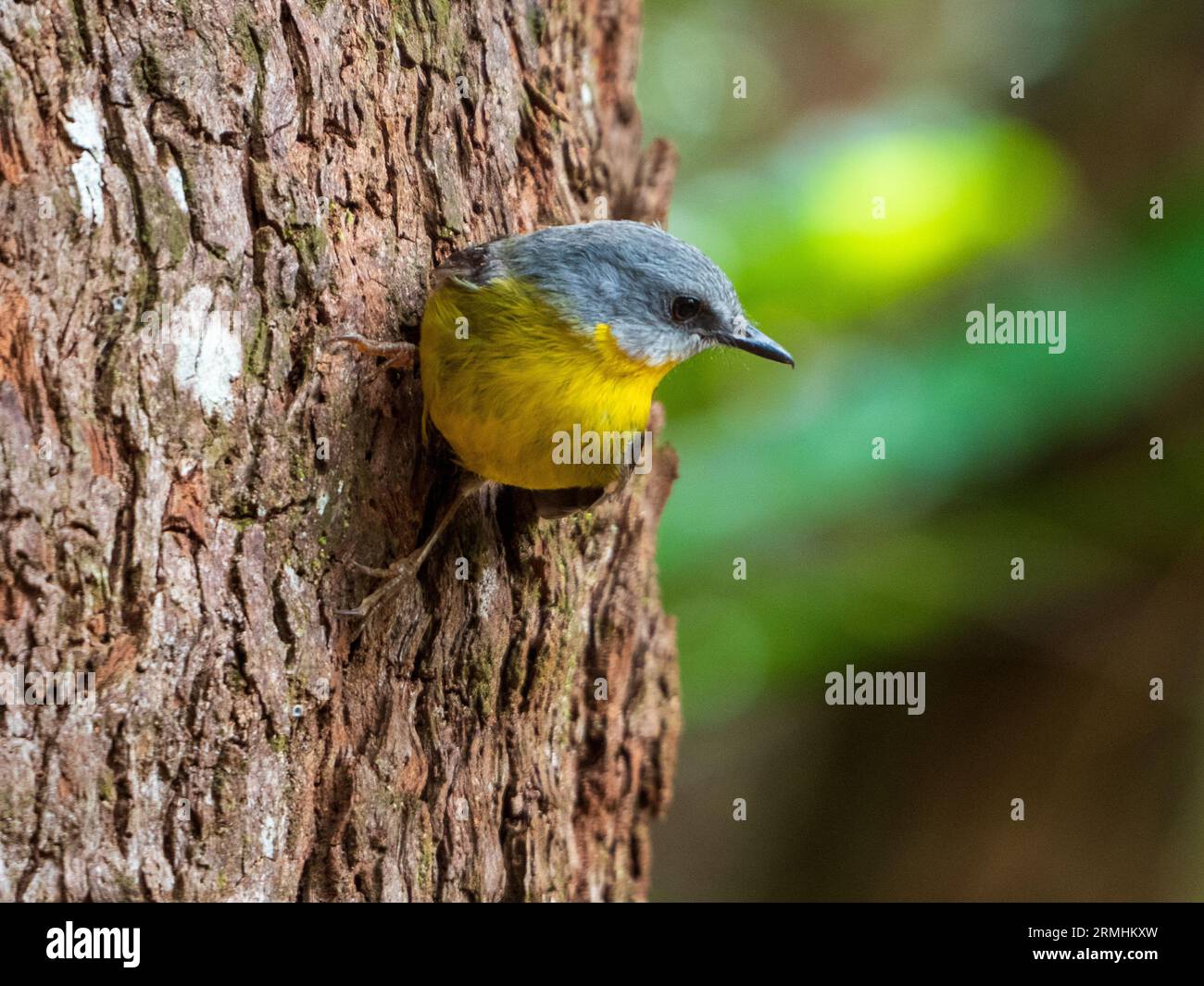 Eastern Yellow Robin, Australian Bird, perched in a tree on the side of ...