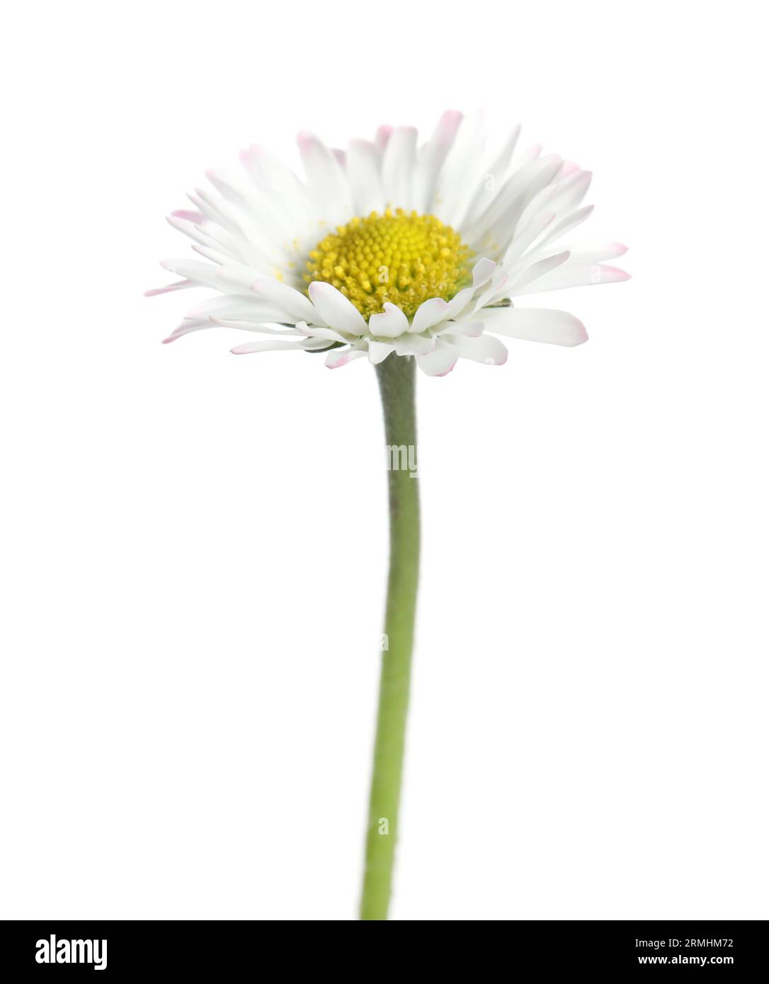 Beautiful bellis perennis (daisy) flower isolated on white Stock Photo ...