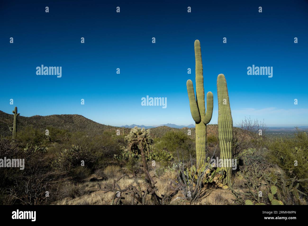 Multiple desert plants hi-res stock photography and images - Alamy