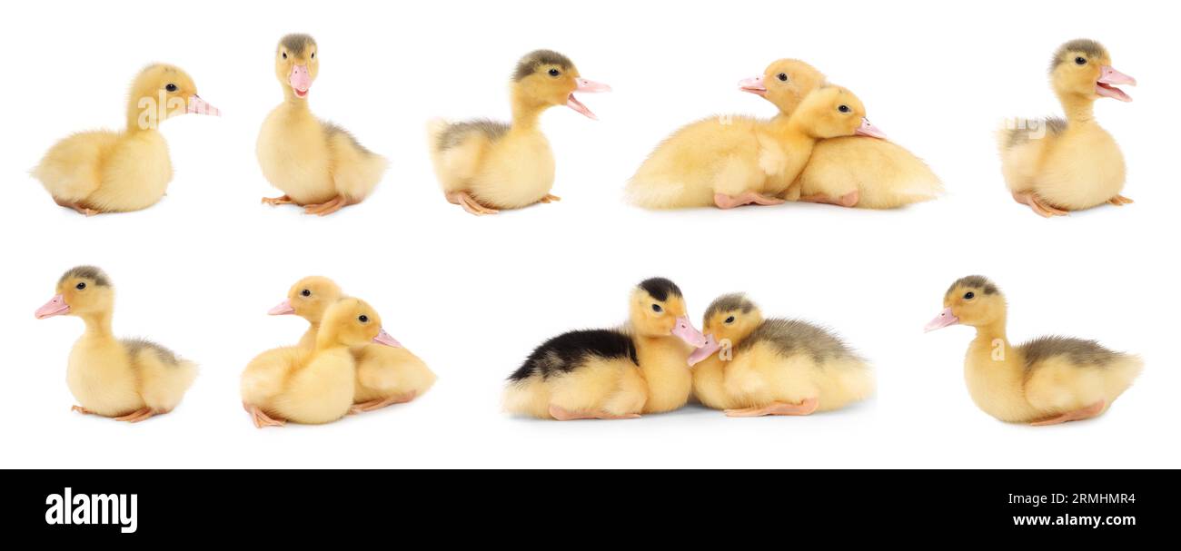 Collage with cute fluffy ducklings on white background. Baby animal ...