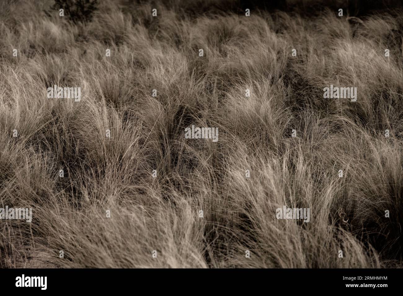 Muted Colors of Dry Grasses In Big Bend National Park Stock Photo - Alamy