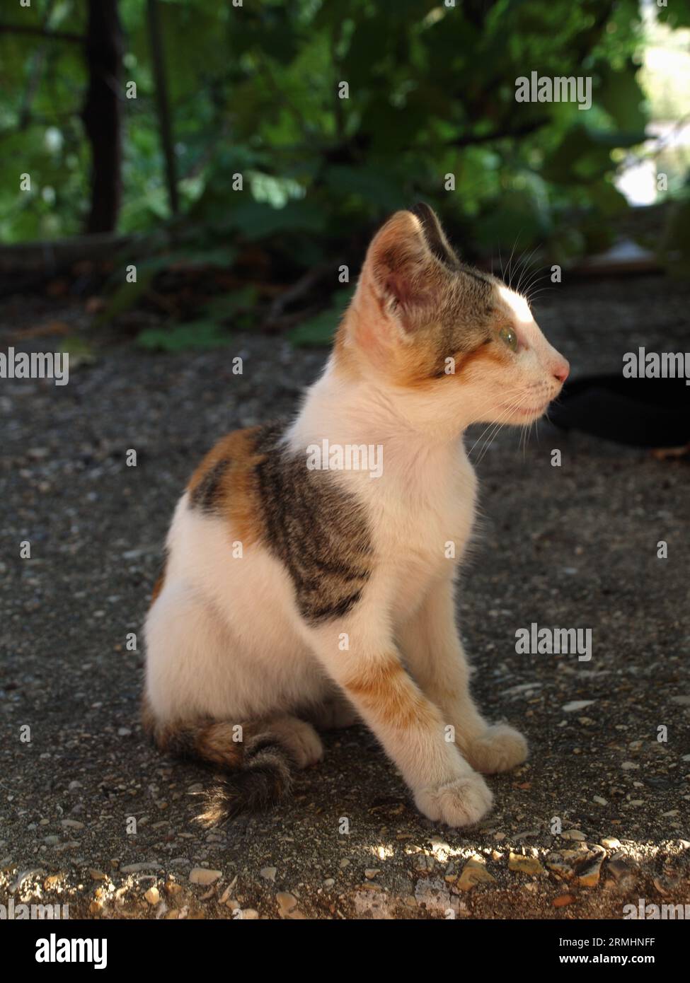 Mother cat with 3 beautiful kittens in the village of Xanthates, Corfu ...