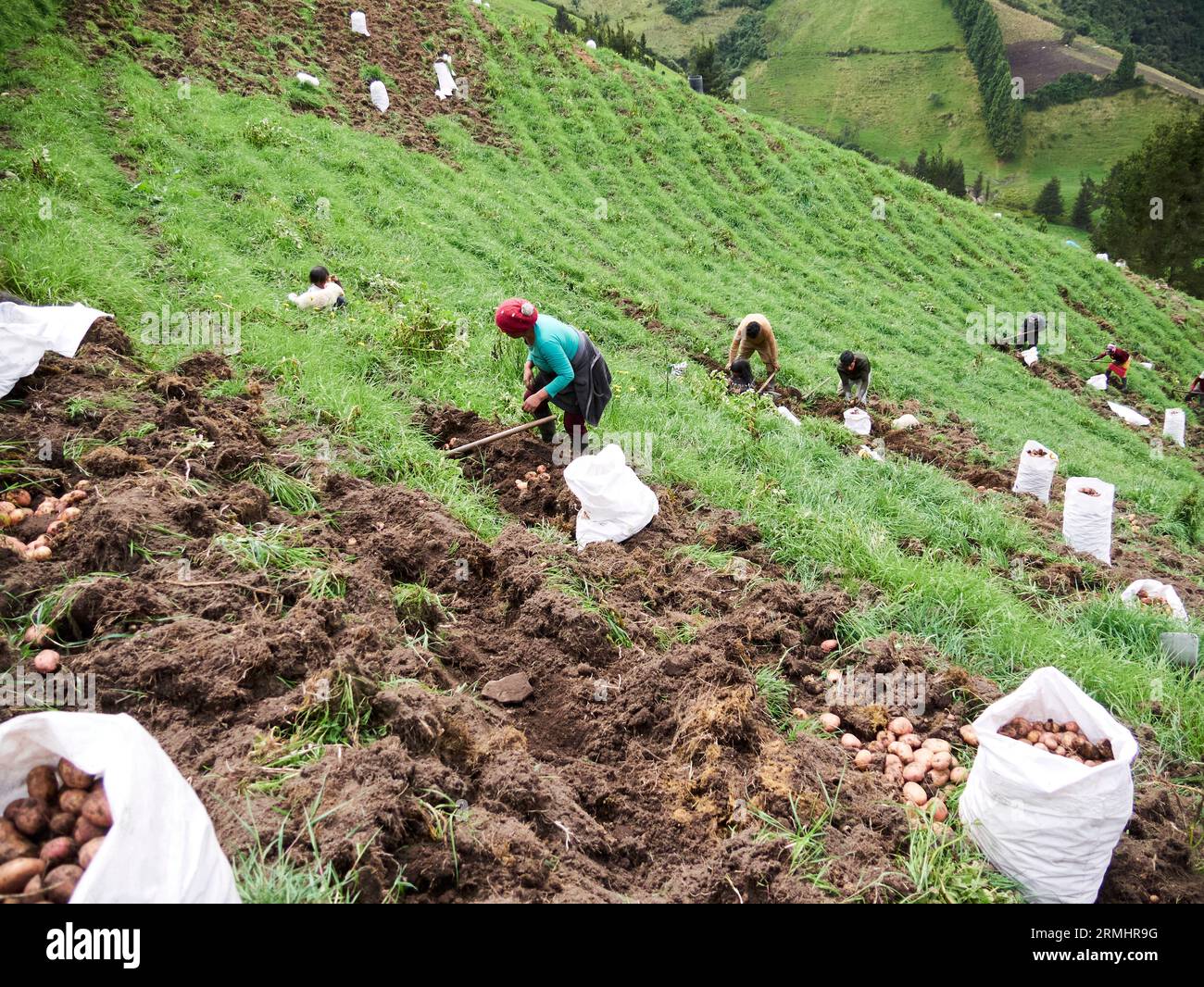 Rural Agriculture: A Look at the Potato Farm Industry Stock Photo - Alamy