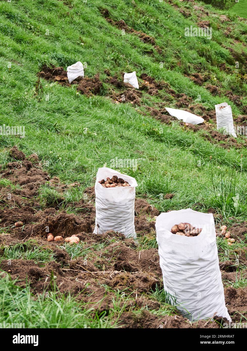 Rural Agriculture: A Look at the Potato Farm Industry Stock Photo - Alamy