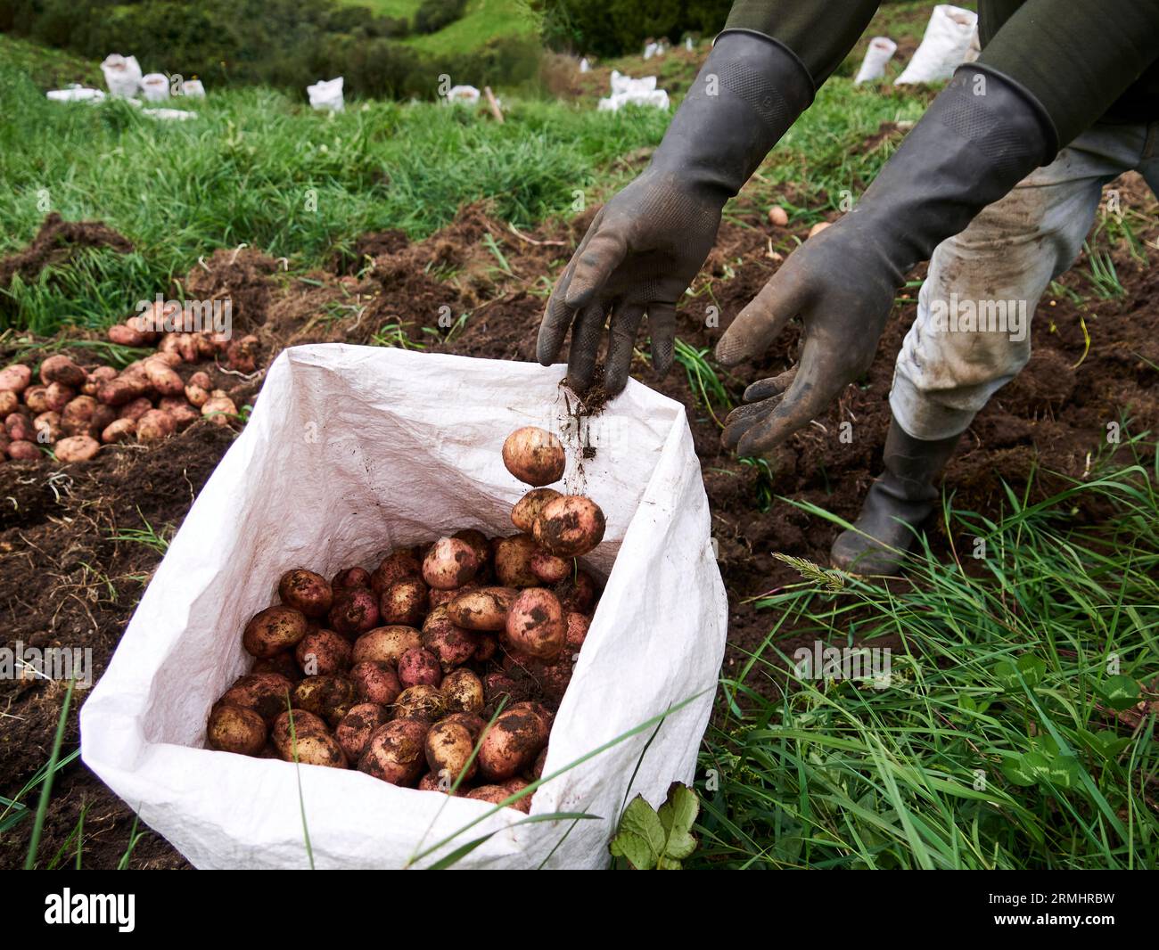 Rural Agriculture: A Look at the Potato Farm Industry Stock Photo - Alamy