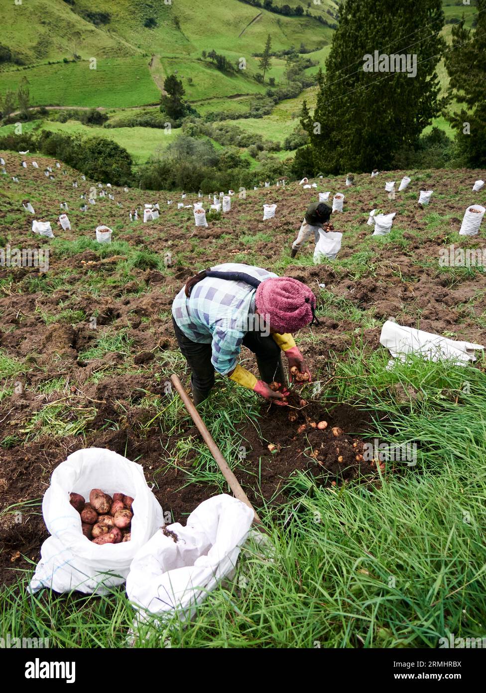 Rural Agriculture: A Look at the Potato Farm Industry Stock Photo - Alamy