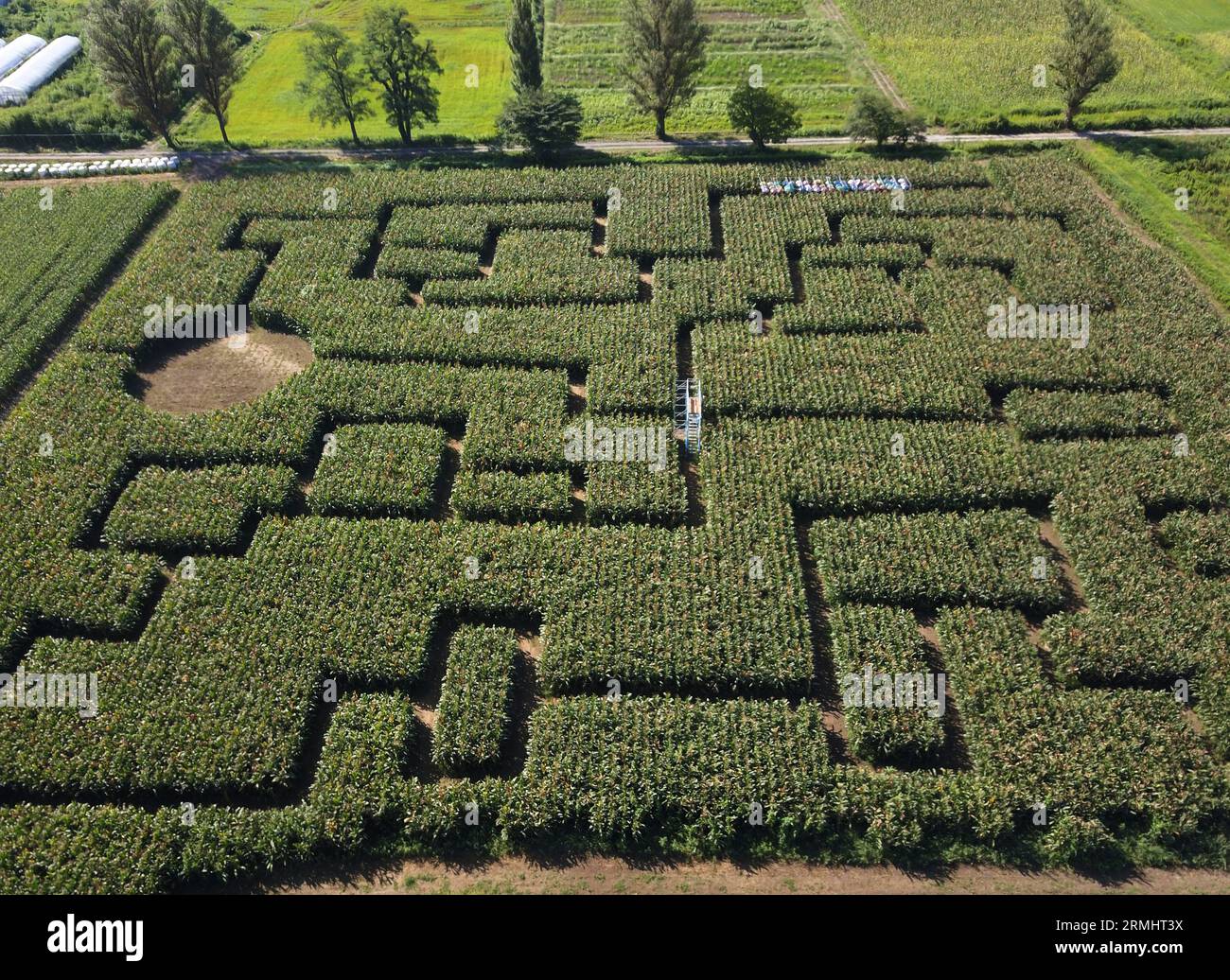 A photo shows a huge maze at a corn field of Iwase Ranch in Kagamiishi ...