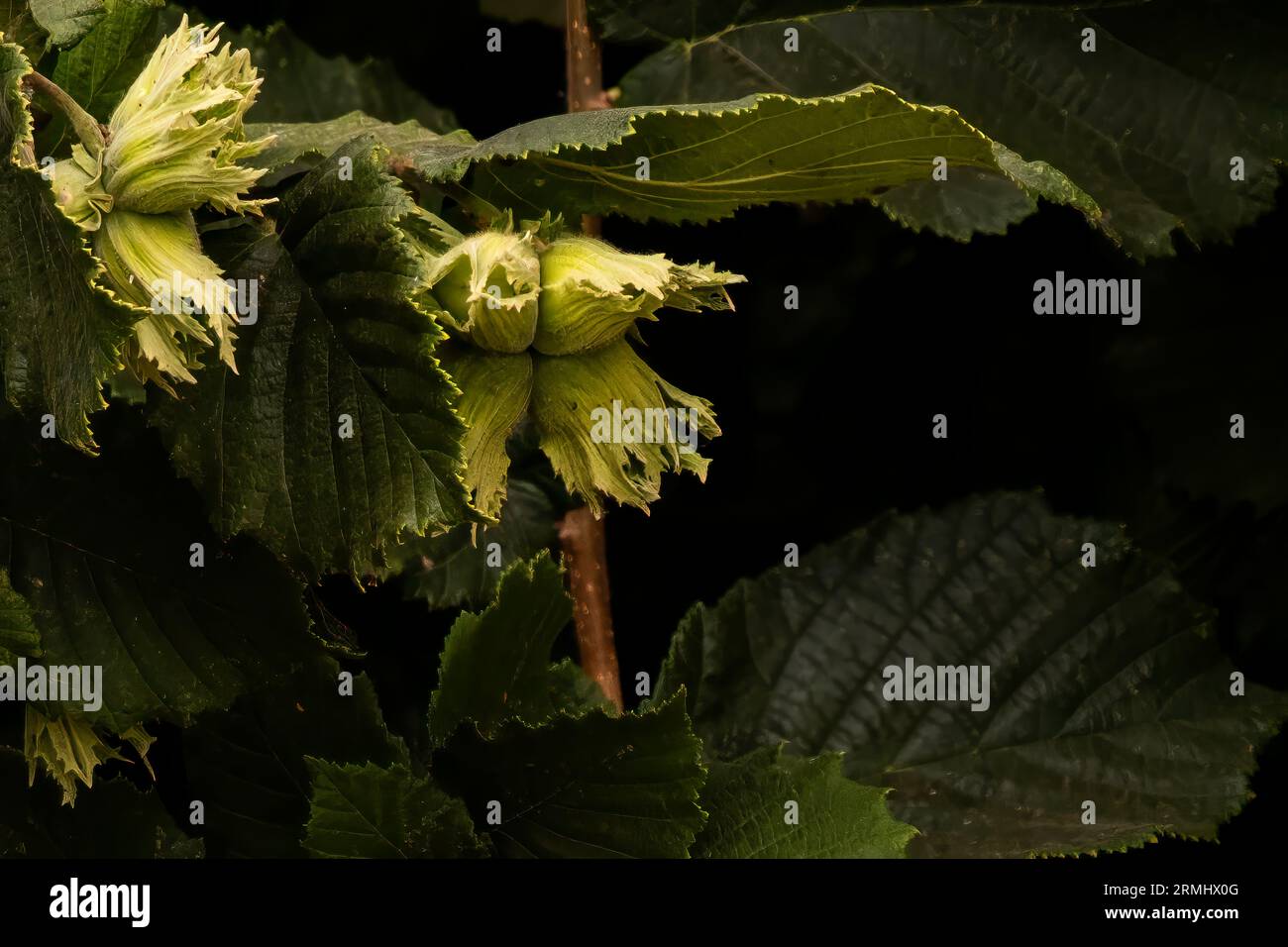 Hazelnut pods about ready to harvest Stock Photo - Alamy