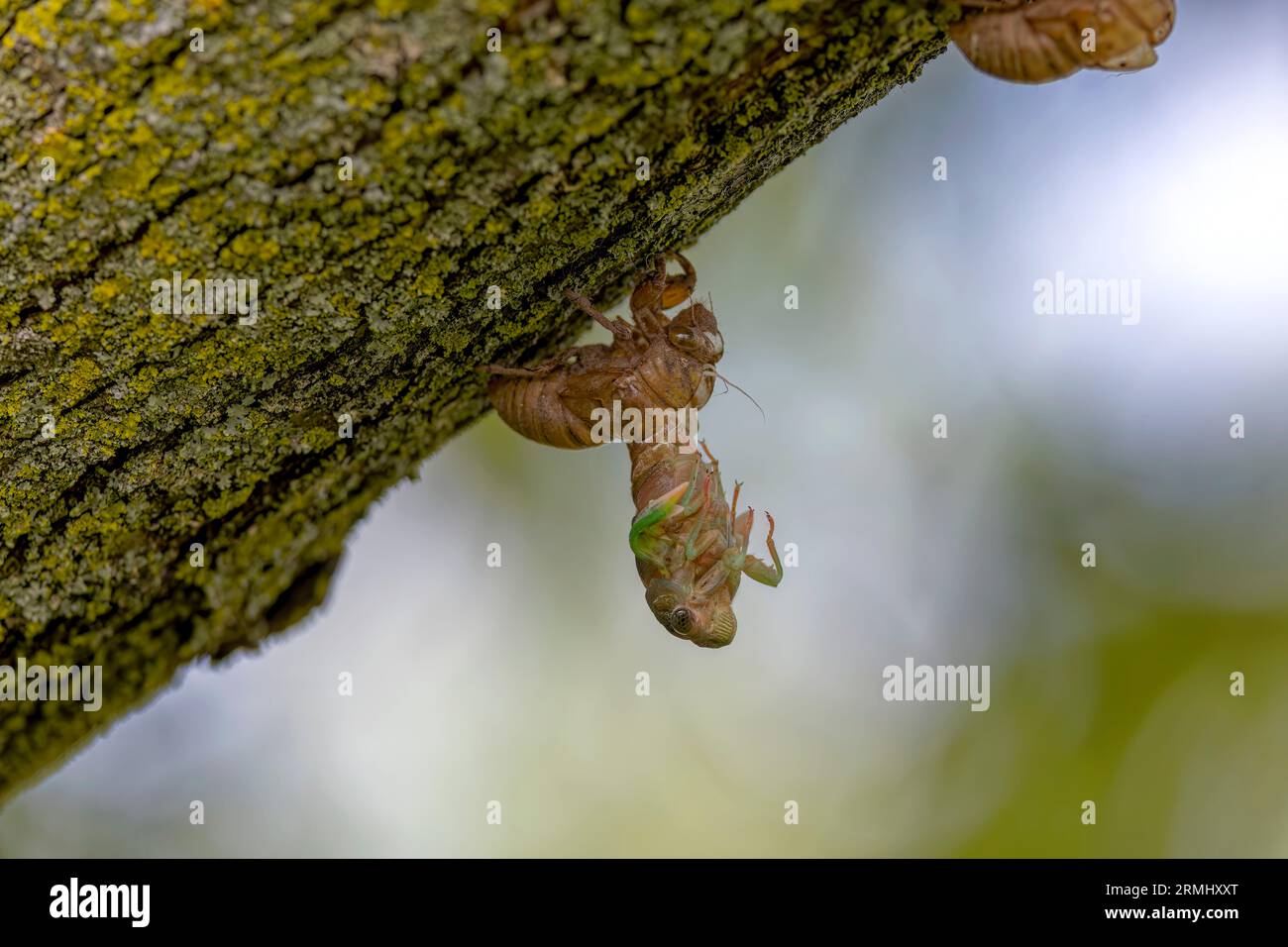 The dog-day cicada (Neotibicen canicularis). The final stage of the ...