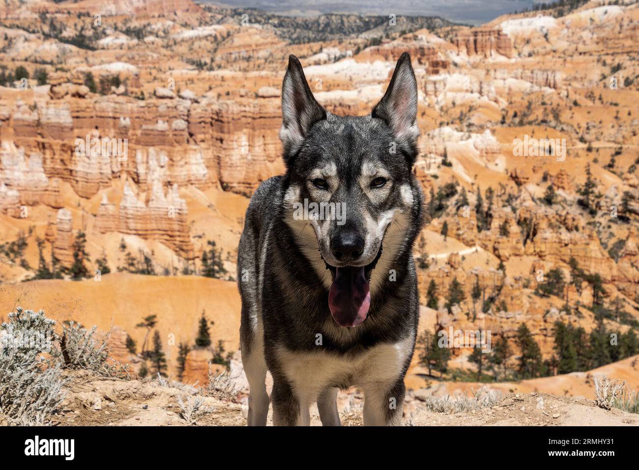 Husky, German Shepherd mix visits Bryce Canyon in Utah, is famous of ...