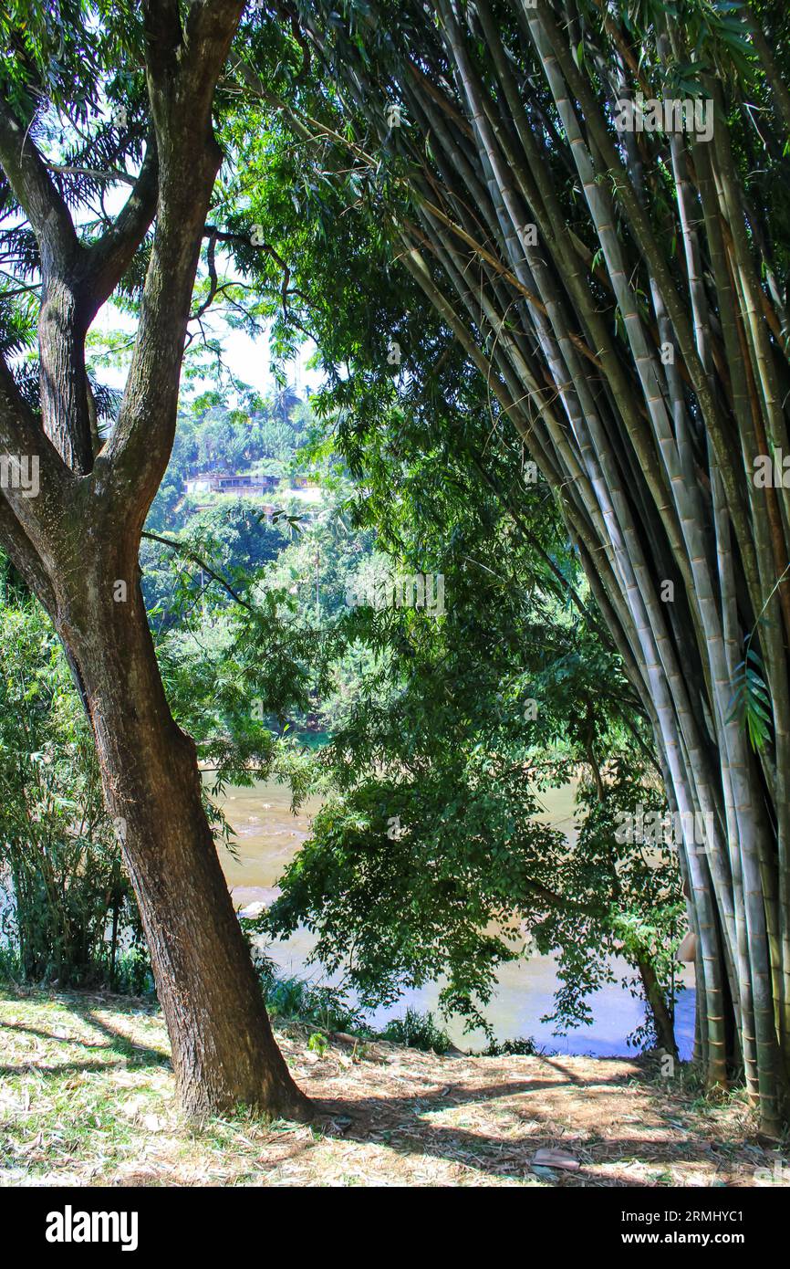 Bamboo in Peradeniya Royal Botanic Gardens located near Kandy city, Sri ...