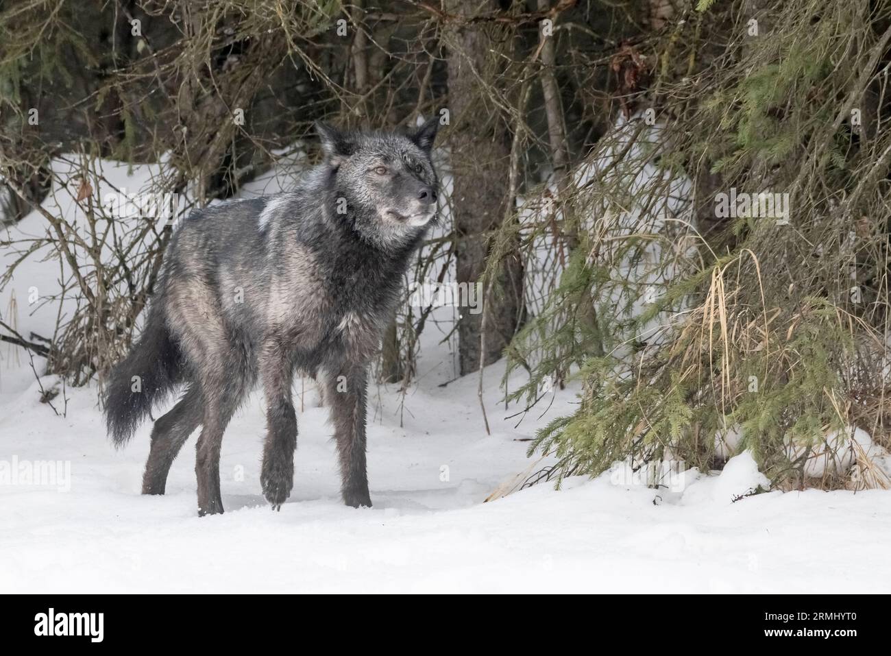 Black phase wolf hi-res stock photography and images - Alamy