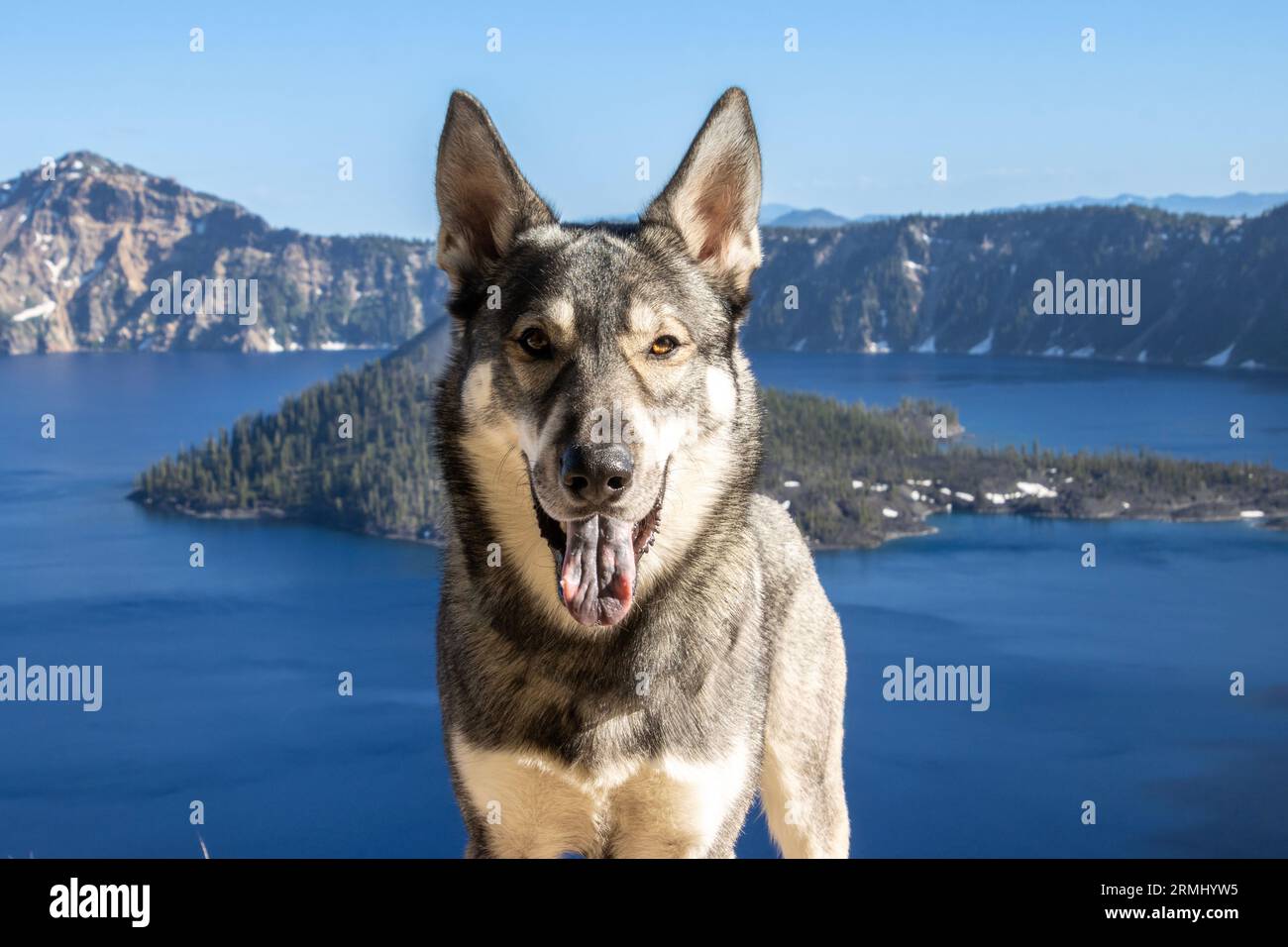 This Husky, German Shephard dog is visiting the beautiful Crater Lake ...