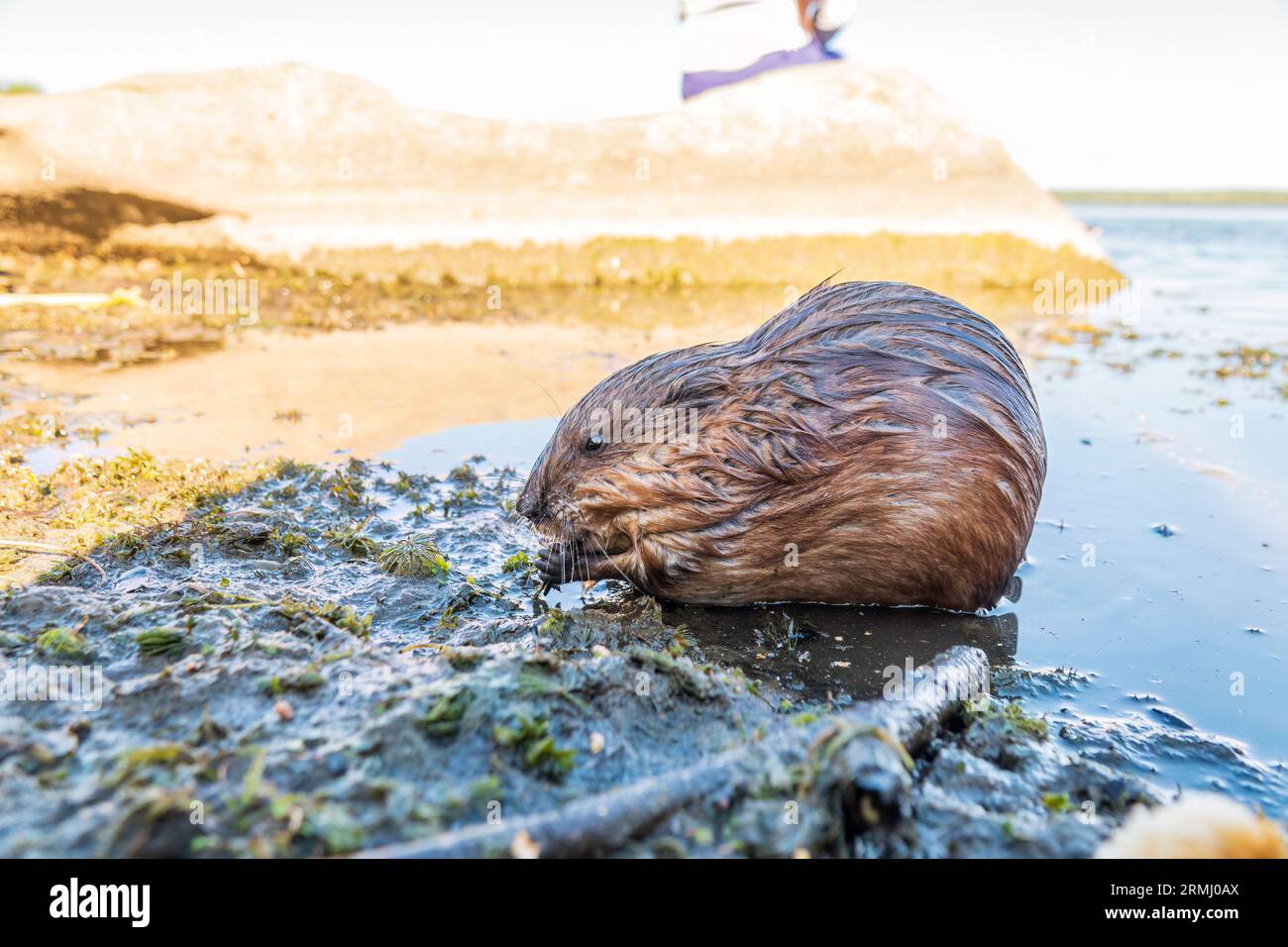 Wild animal Muskrat, Ondatra zibethicuseats, eats on the river bank. Muskrat, Ondatra zibethicus ...