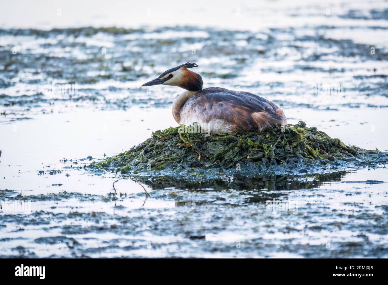 Great Crested Grebe, Podiceps cristatus, water bird sitting on the nest ...