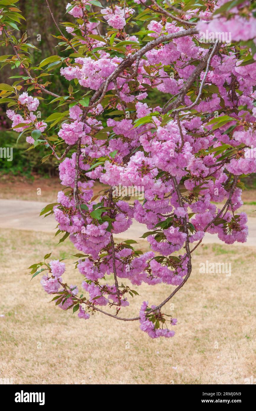 Cherry tree conservation hi-res stock photography and images - Alamy