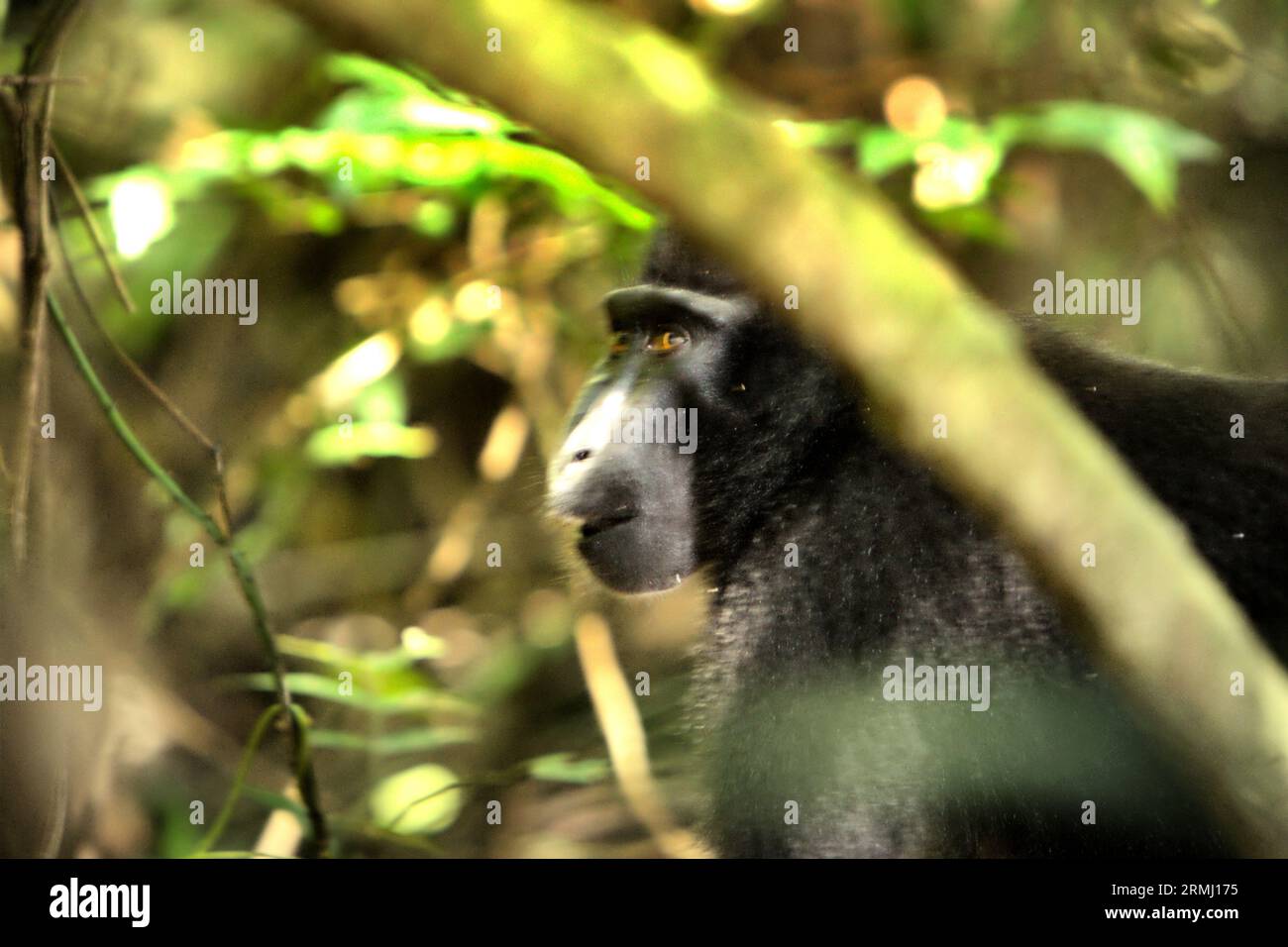 A crested macaque (Macaca nigra) looks around as it is foraging on the ...