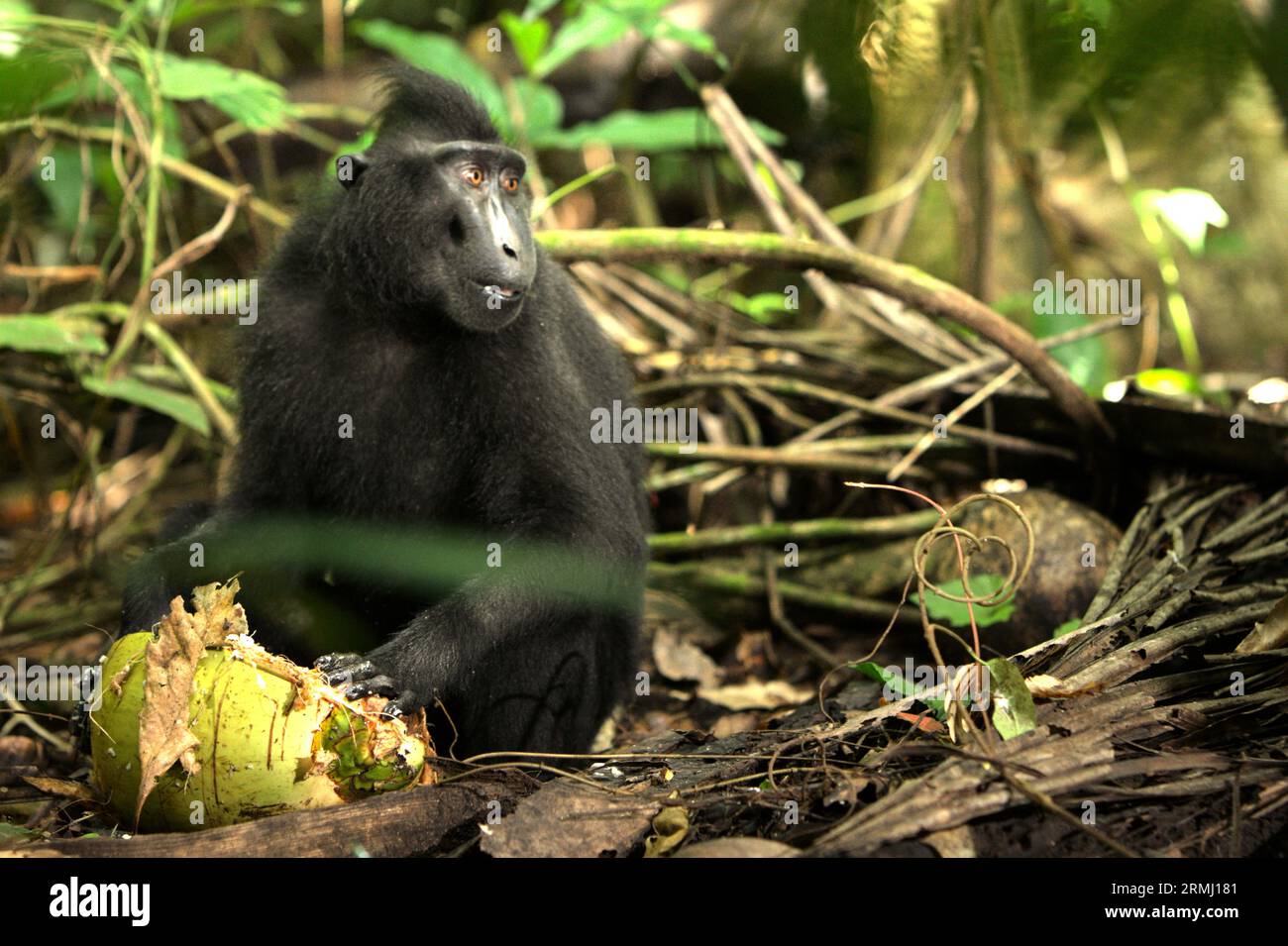 A crested macaque (Macaca nigra) holds a coconut fruit as it is sitting ...