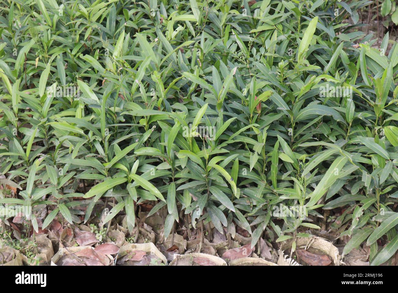 Earleaf acacia tree on farm for sell are cash crops Stock Photo - Alamy