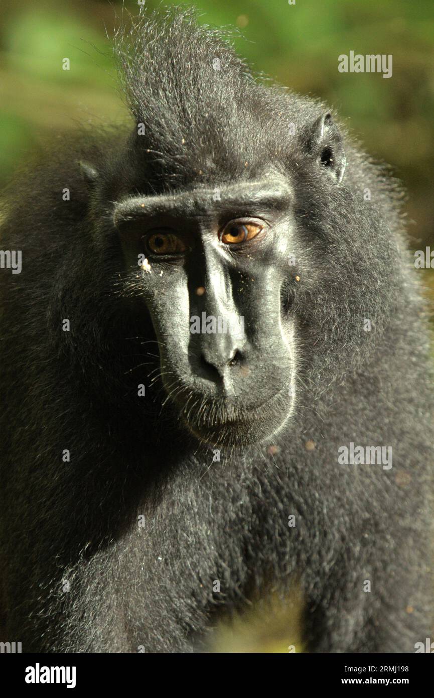 Portrait of a crested macaque (Macaca nigra) in Tangkoko forest, North ...