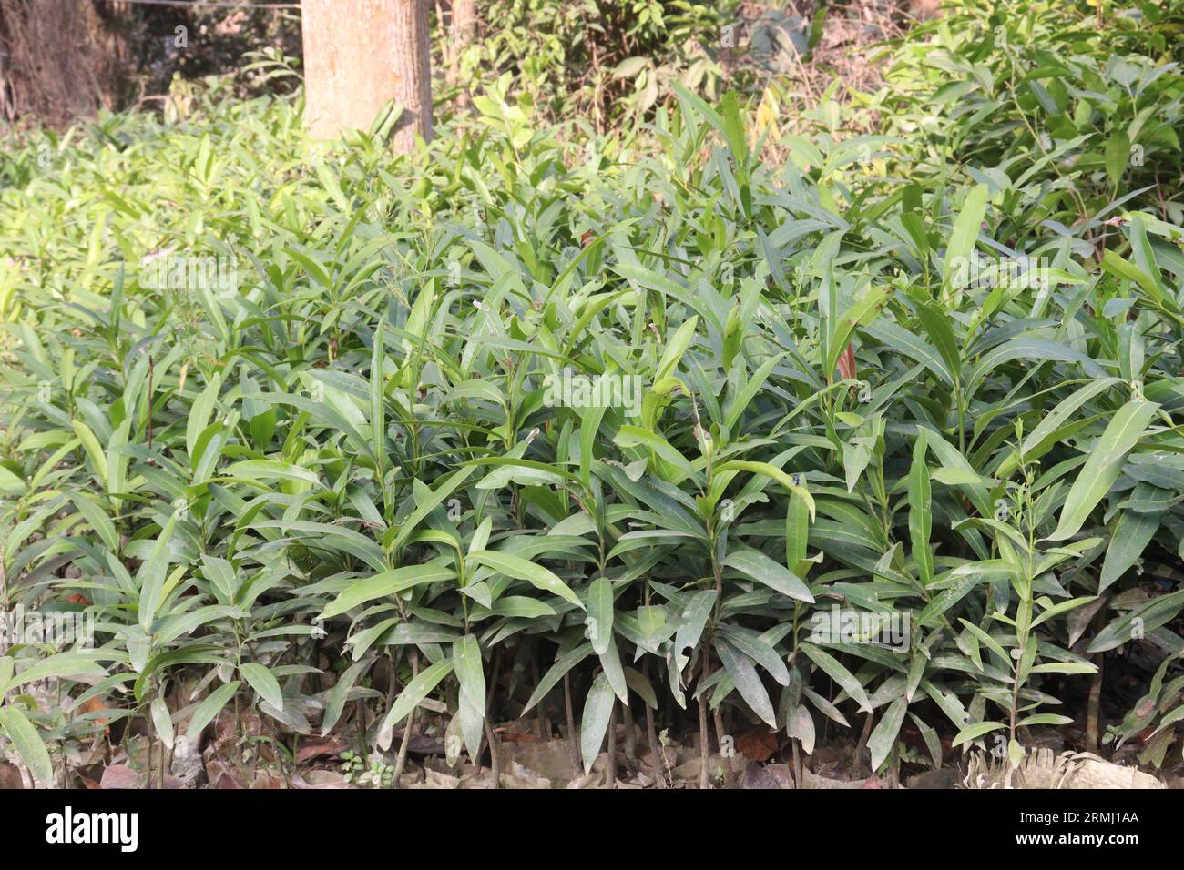Earleaf acacia tree on farm for sell are cash crops Stock Photo - Alamy