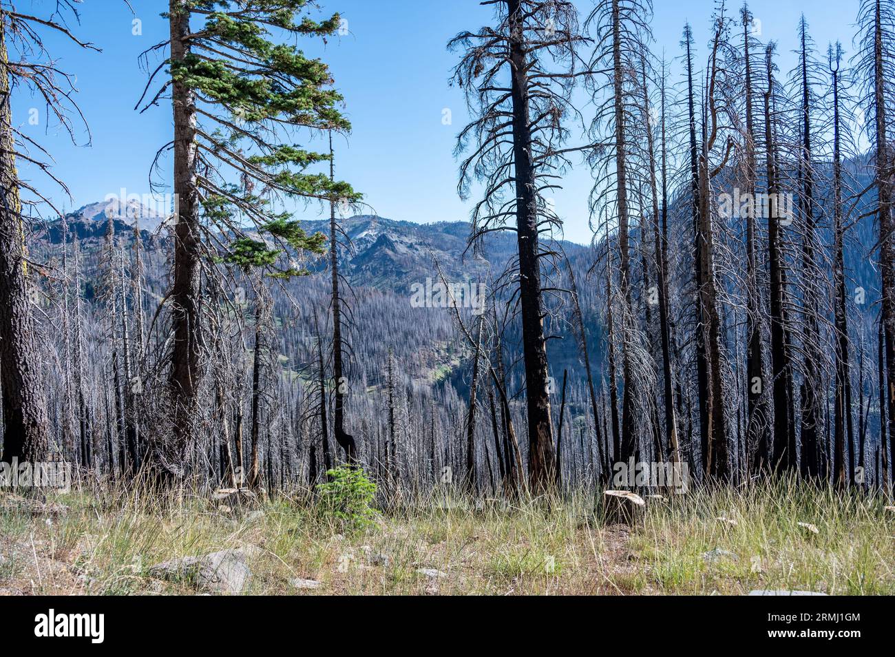 Charred remains in Lassen Volcanic National Park after a forest fire ...