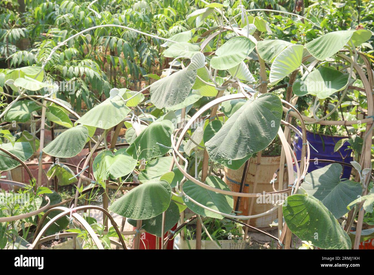 elephant creeper flower plant on farm for harvest are cash crops Stock ...