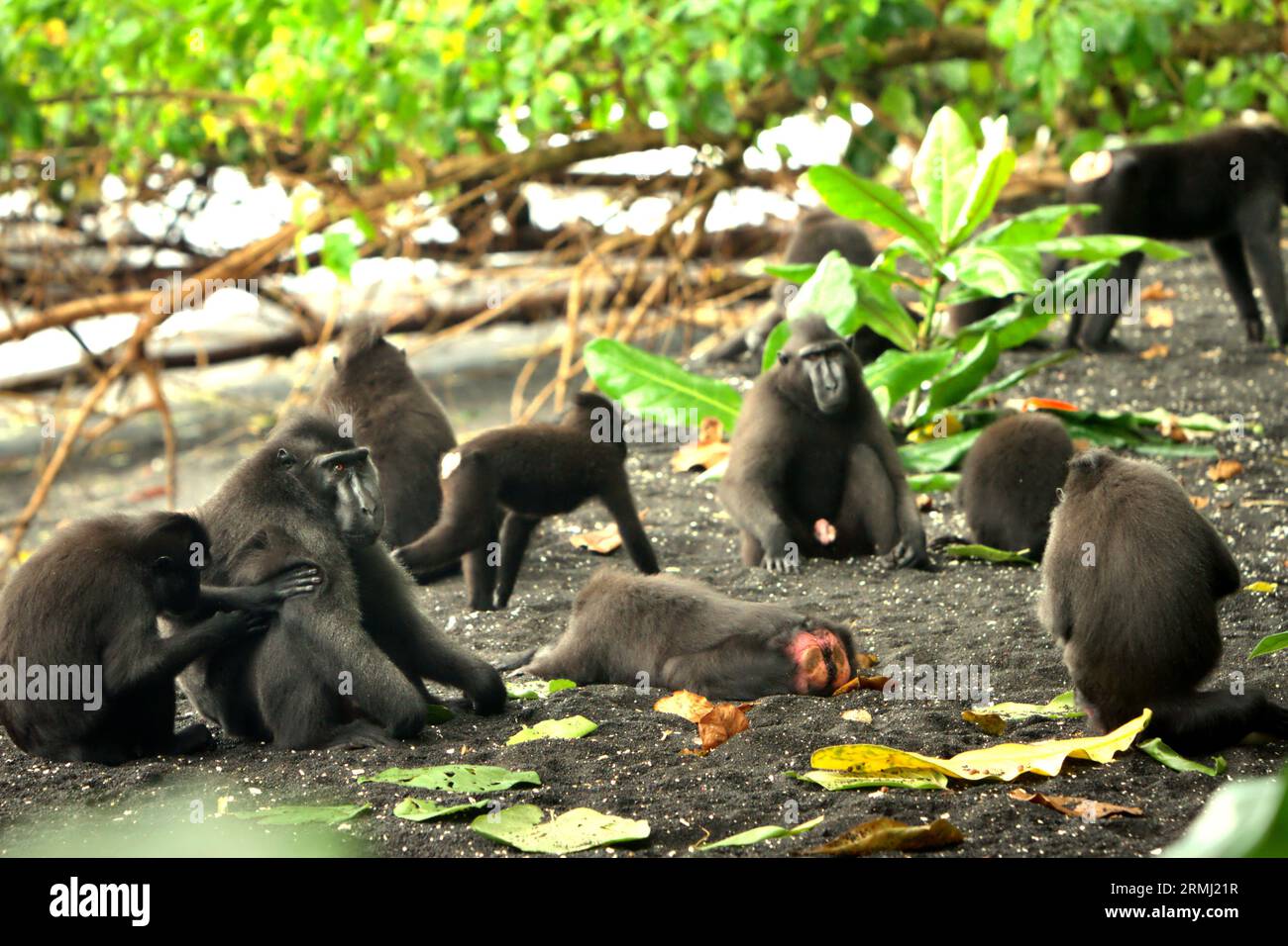 Crested macaques (Macaca nigra) sit on the ground as they are having ...