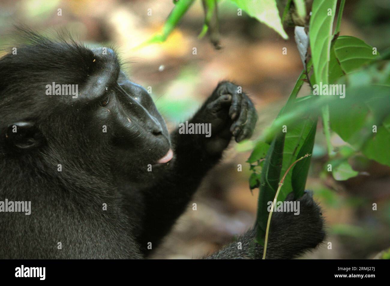 A crested macaque (Macaca nigra) eats leaf as it is foraging near a ...