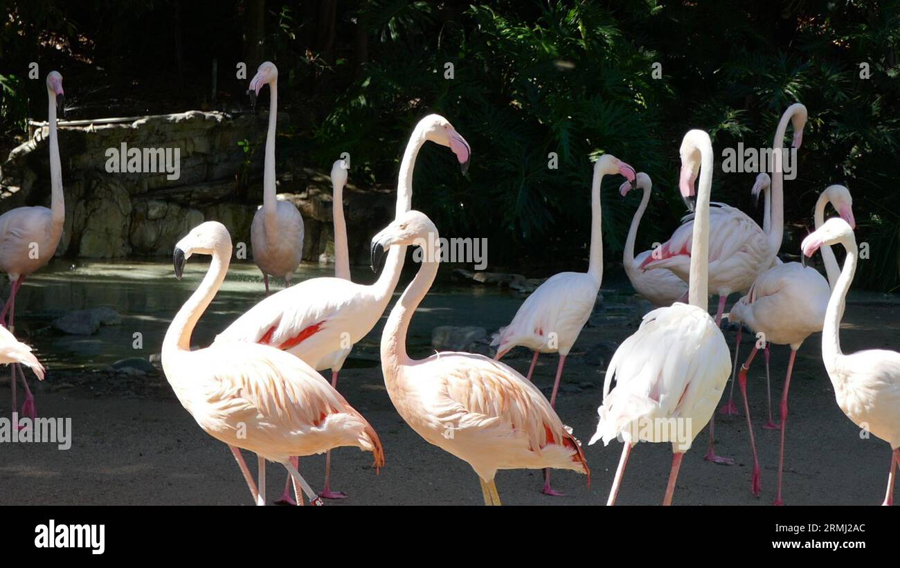 Los Angeles, California, USA 28th August 2023 Flamingos at LA Zoo on ...