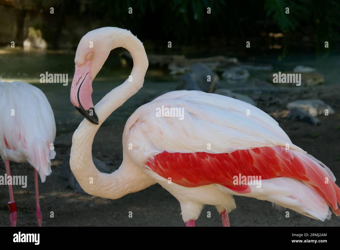 Los Angeles, California, USA 28th August 2023 Flamingos at LA Zoo on ...