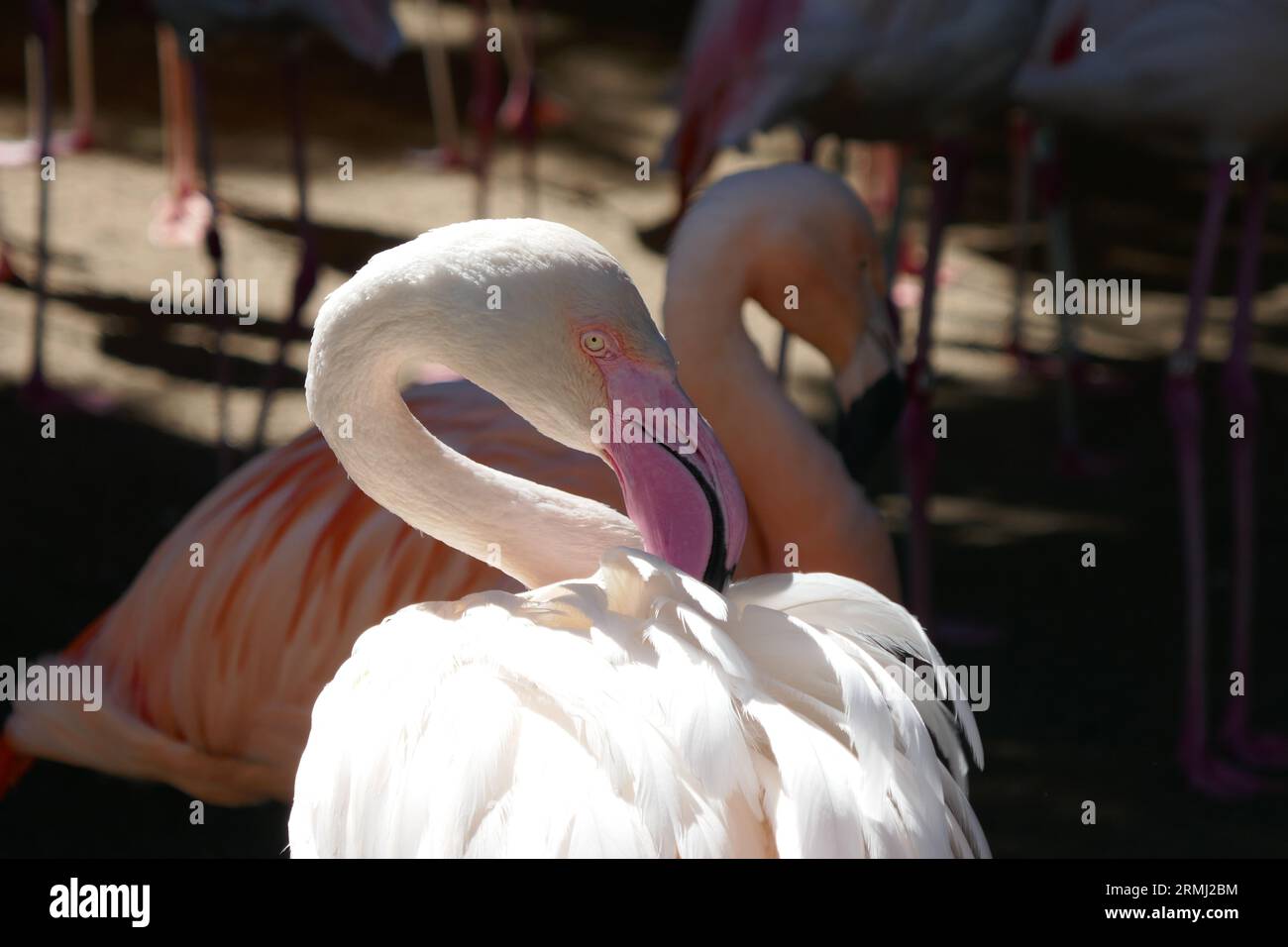 Los Angeles, California, USA 28th August 2023 Flamingos at LA Zoo on ...