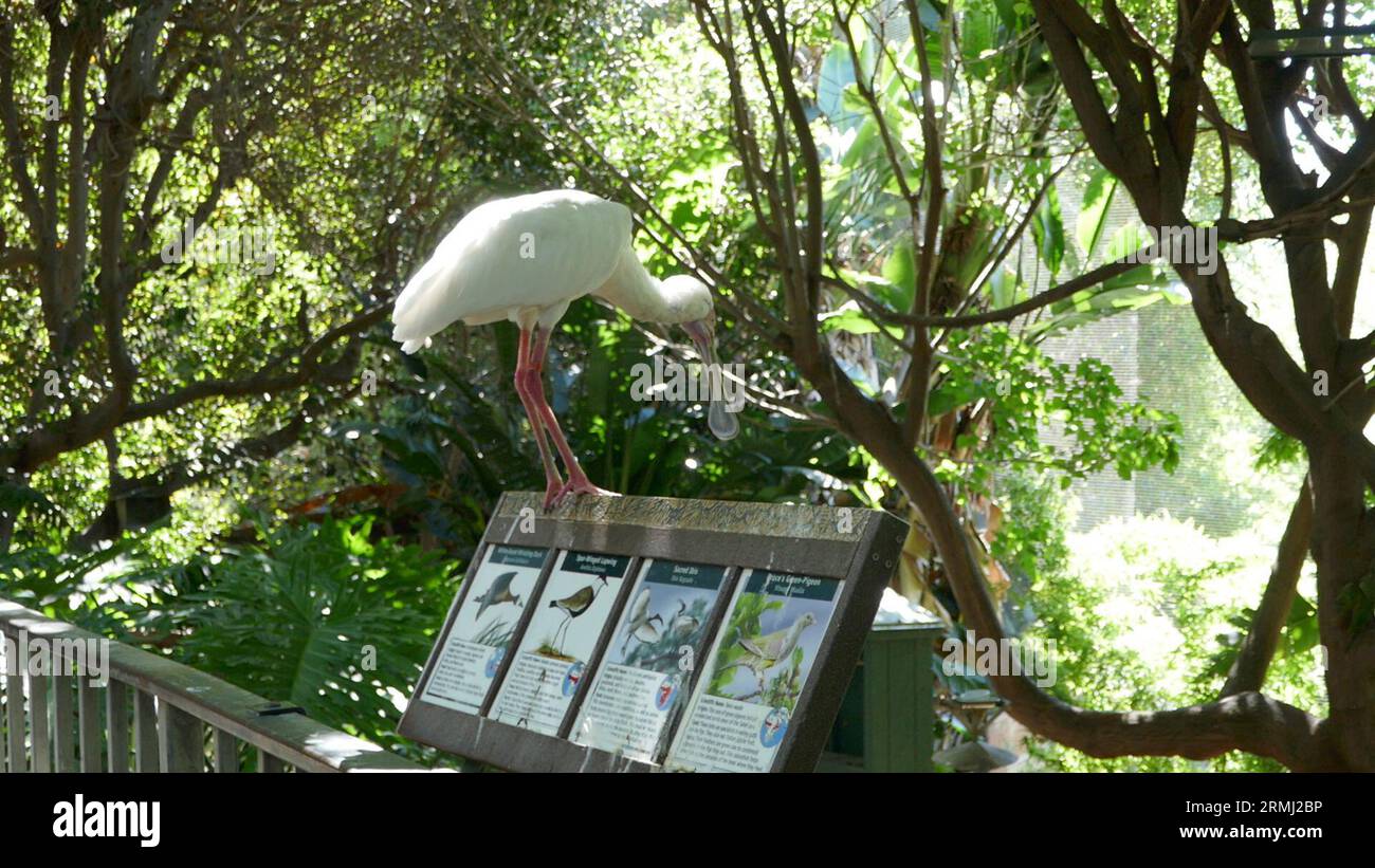 Los Angeles, California, USA 28th August 2023 Spoonbill in Aviary at LA ...