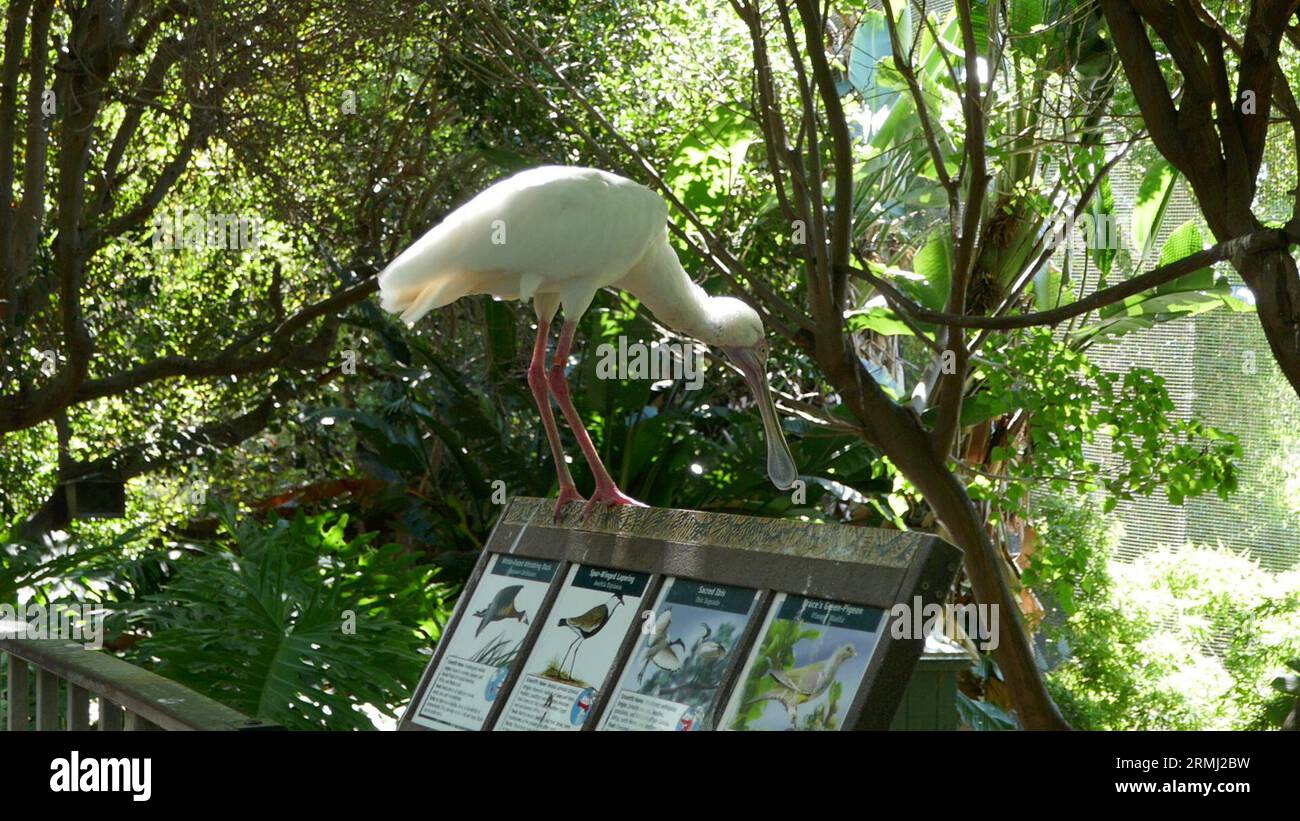 Los Angeles, California, USA 28th August 2023 Spoonbill in Aviary at LA ...